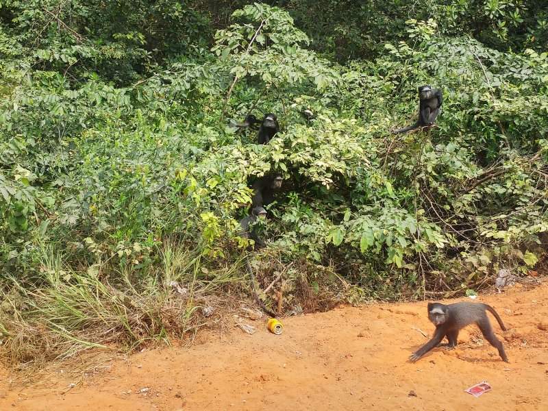 Parque Nacional Da Quissama (36) | Portal das Viagens