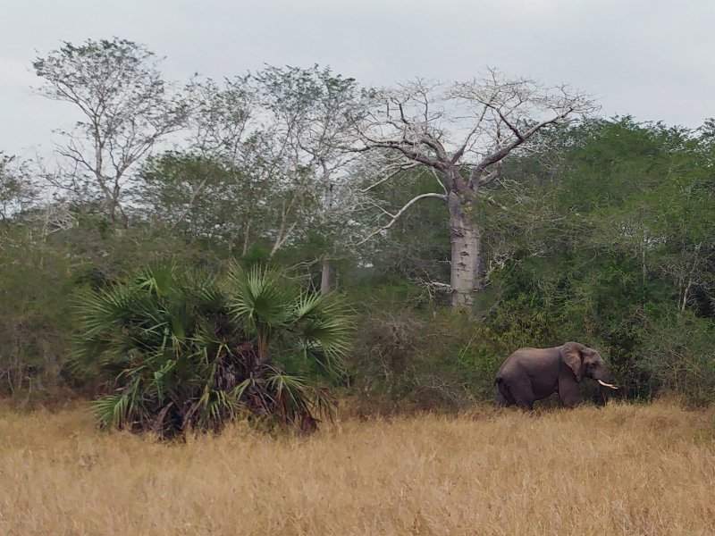 Parque Nacional Da Quissama (54) | Portal das Viagens